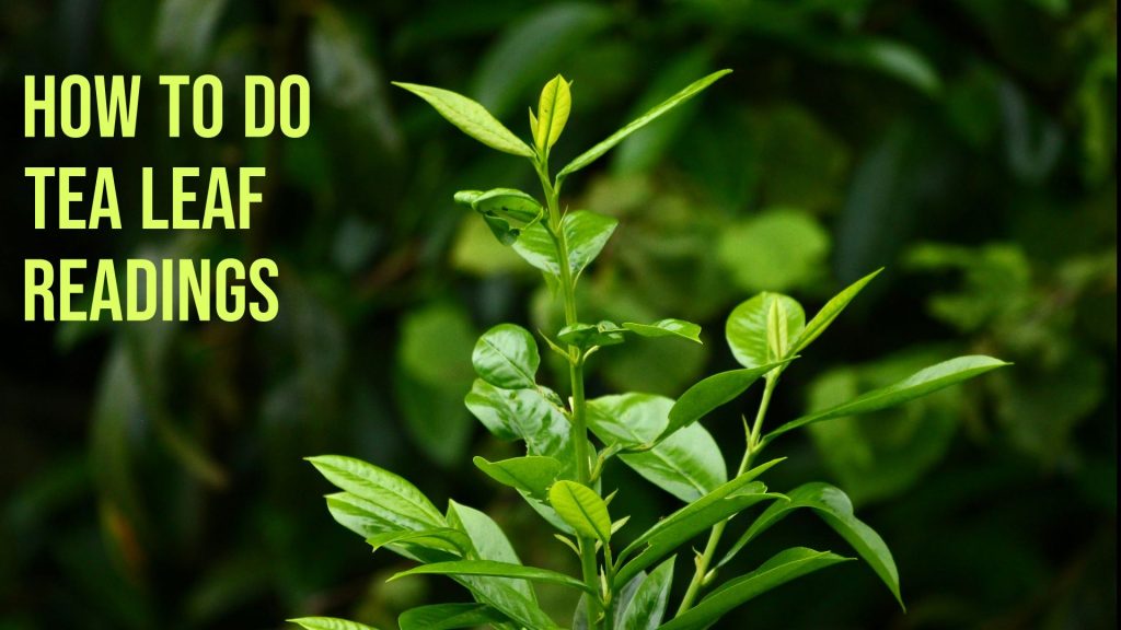 How To Do Tea Leaf Readings